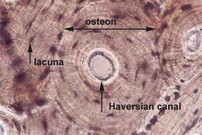 Compact Bone Labeled