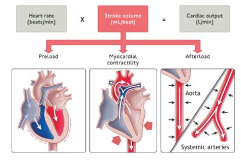 Atls Shock Flashcards Quizlet