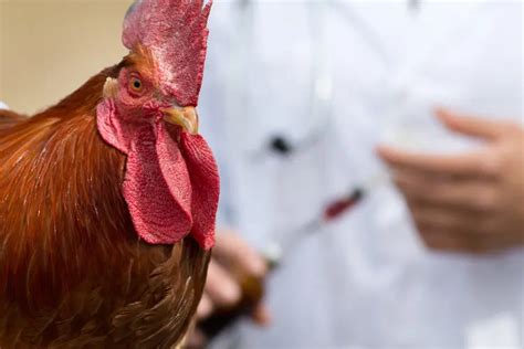 Best Vaccinations For Chickens To Prevent Common Diseases