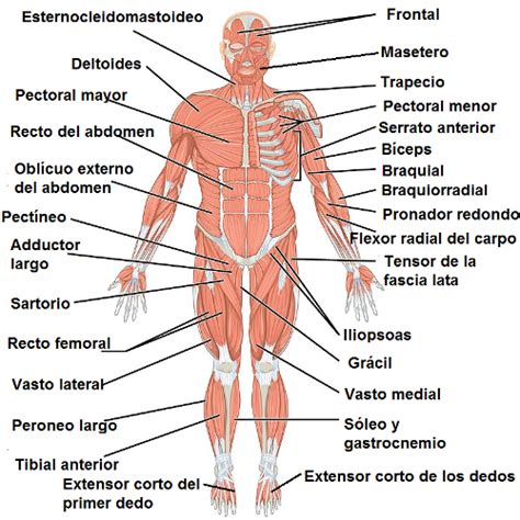 2 2 Anatomía Del Sistema Muscular Aa1 Tema 5 1 Sistema Locomotor
