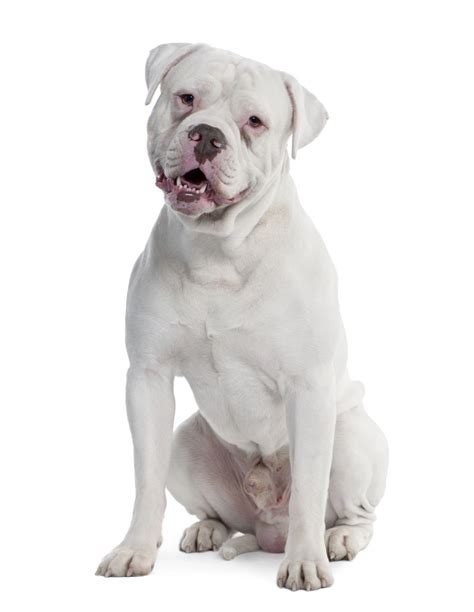 English Bulldog Doberman Mix