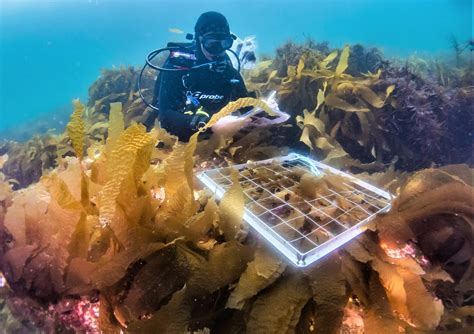 Ecological Feedbacks Facilitating Resilience And Restoration Of Kelp