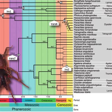 Time Stamped Phylogenetic Tree Of Spiders Including Only Those Species