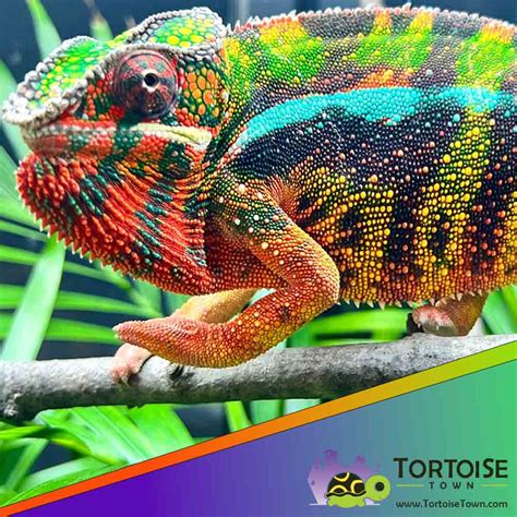 Chameleon Panther