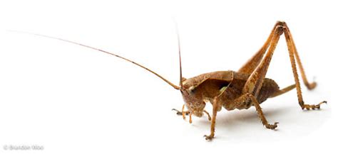 Atlanticus Davisi Bugguidenet