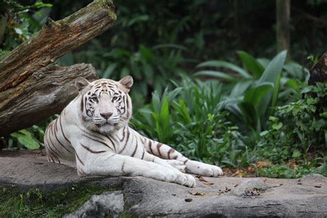100 Bengal Tiger Pictures