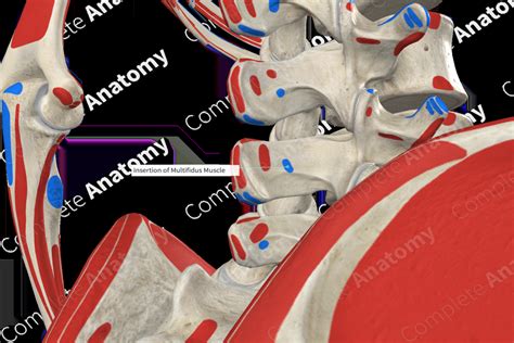 Insertion Of Multifidus Muscle Complete Anatomy
