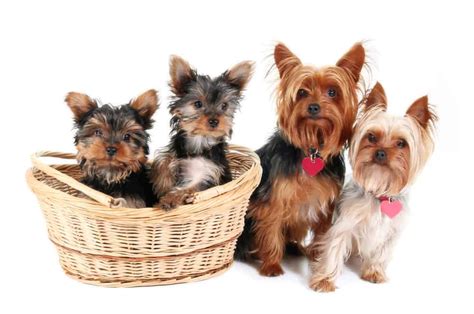 Breeds Of Yorkies At Makayla Moffatt Blog