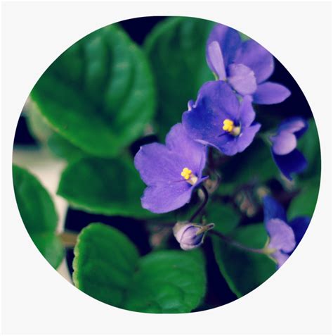 Round Violets Hd Png Download Kindpng