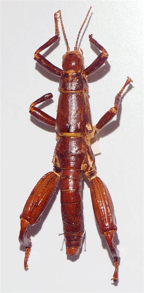 Dryococelus Australis Wikipedia