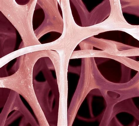 Pin By Rebekah Rawlings On Inspiration Bird Bones Organic Structure