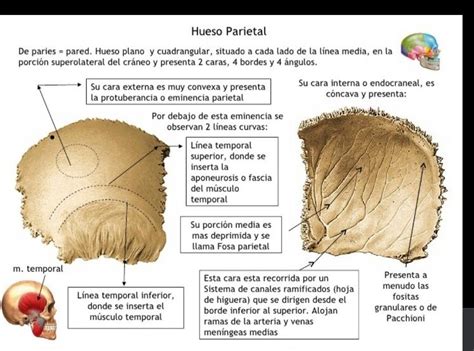 Hueso Parietal Anatomia Del Hueso Anatomia Cabeza Y Cuello Hueso