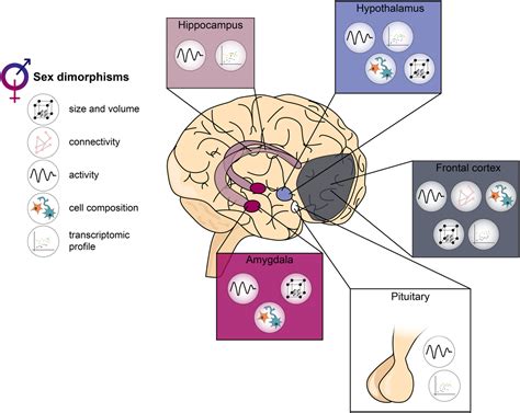 Sex Differences Transcriptional Signatures Of Stress Exposure In Male