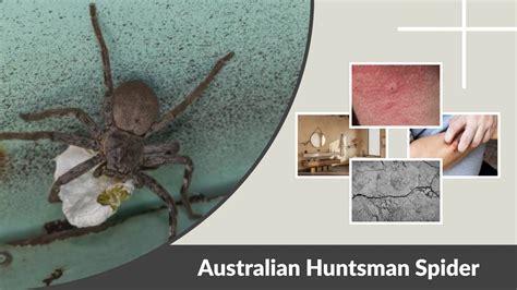 Australian Huntsman Spider Size Bite Danger And Common Myths