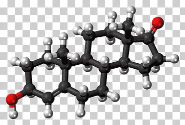 Progesterona Progestágeno Estrógeno Esteroide Hormona Química Diverso