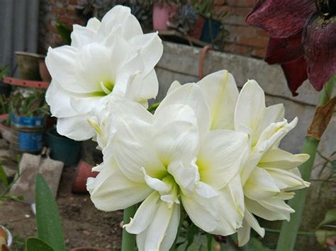 2 Amaryllis Vittata Bulbs Christmas Flower Christmas T T For