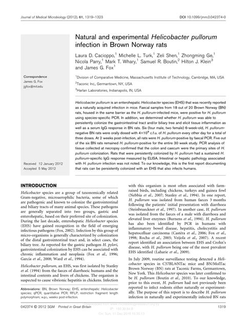 Pdf Natural And Experimental Helicobacter Pullorum Infection In Brown