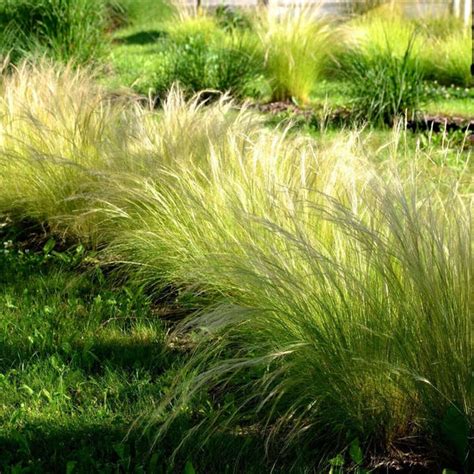 Mexican Feather Grass Plants Express