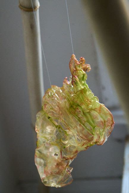 Bioplastic Bacterial Cellulose Gallery Future Materials Bank