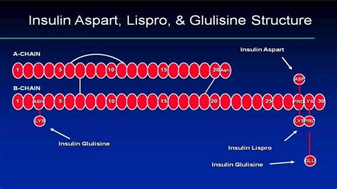 Types Of Insulin And Correction Of Hyperglycemia Pdf