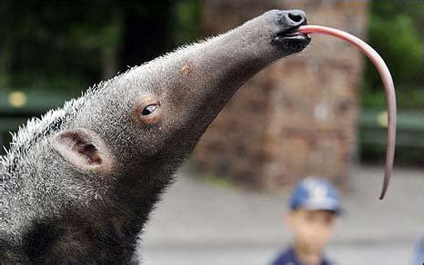 Anteater Lifestyle Habitat And Interesting Facts