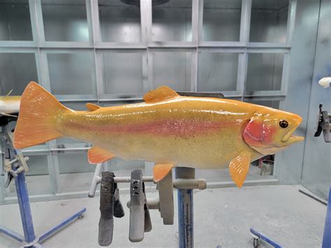 Golden Rainbow Trout Report Candr Page 2 Roaring River State Park