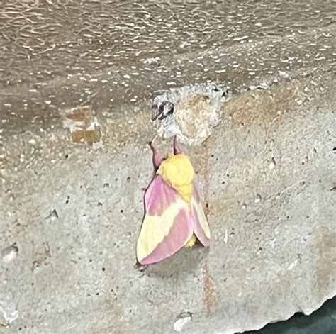 Rosy Maple R Lepidoptera
