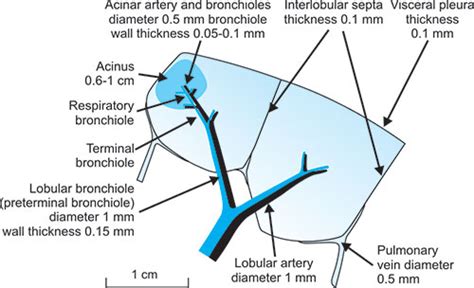 Secondary Pulmonary Lobule