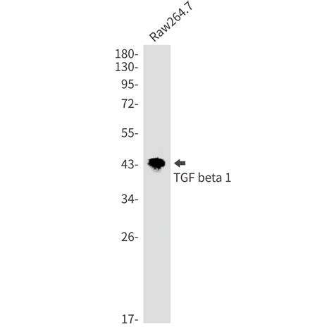 Anti Tgf Beta 1 Rabbit Mab [48k95k45]
