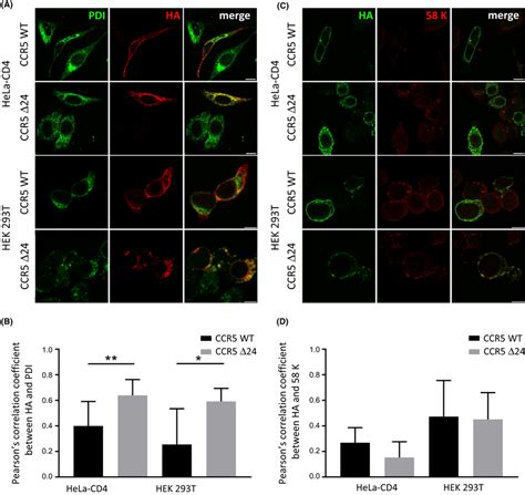 The Hccr5Δ24 Mutation Increases Ccr5 Colocalization With Endoplasmic