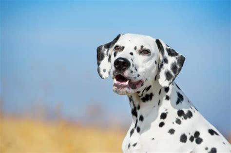 Meet Some Of The Best Dalmatian Mixes Around K9 Web