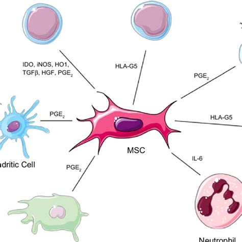 Factors Secreted By Msc Known To Be Important In Immunomodulation