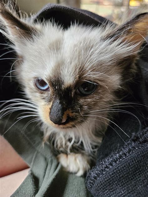 Cutest Floof Ever R Kittens