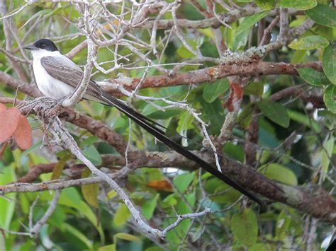 Fork Tailed Flycatcher Audubon Field Guide