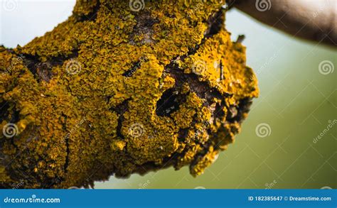 Yellow Bark Of A Tree Stock Image Image Of Plant Season 182385647