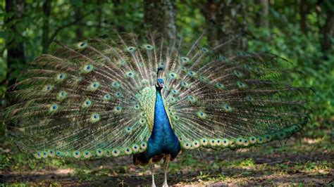 Open Screen Peacock In A Natural Environment Generative Ai Stock