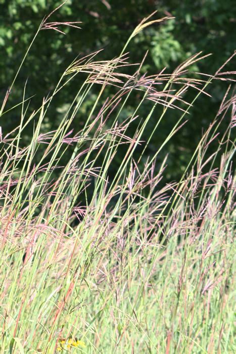 Andropogon Gerardii Big Bluestem