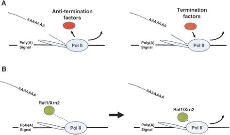 Transcription Model