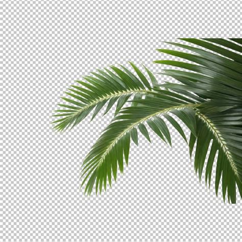 Premium Psd Tropical Coconut Leaf Isolated