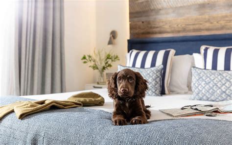 The Best Dog Friendly Hotels In The Uk Our Town Local