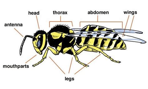 Creating A ‘typical Insect • What Makes An Insect • Mylearning