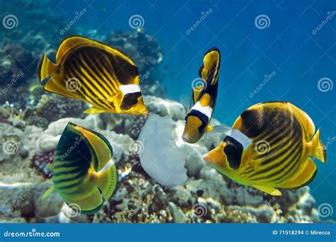 Jellyfish Eating Fish