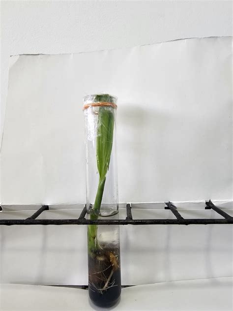 Detect Flask Model V2 Object Detection Model By Tissuecultureproject