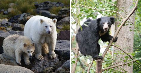 7 Peaceful Bear Species You Might Encounter In North America And 6