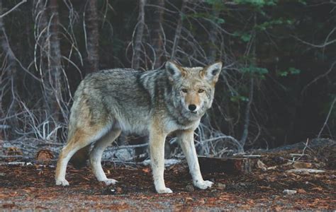 Researchers Discovered A New Pack Of Gray Wolves In Californias Sierra