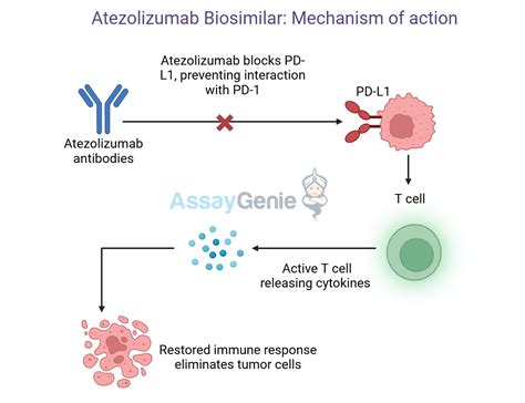 Atezolizumab Unveiling The Role Of Anti Pd L1 In Cancer Research