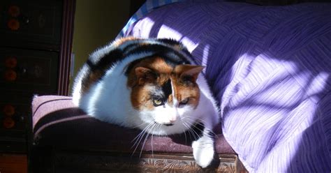 Ronnas Blog Sleeping And Peeking