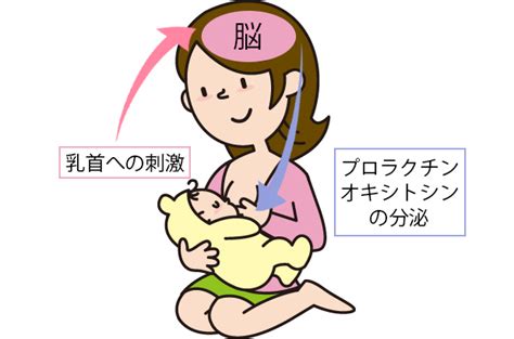 【産婦人科医監修】母乳とは？おっぱいが出る仕組みと母乳の成分・栄養・カロリーを解説 ままのて