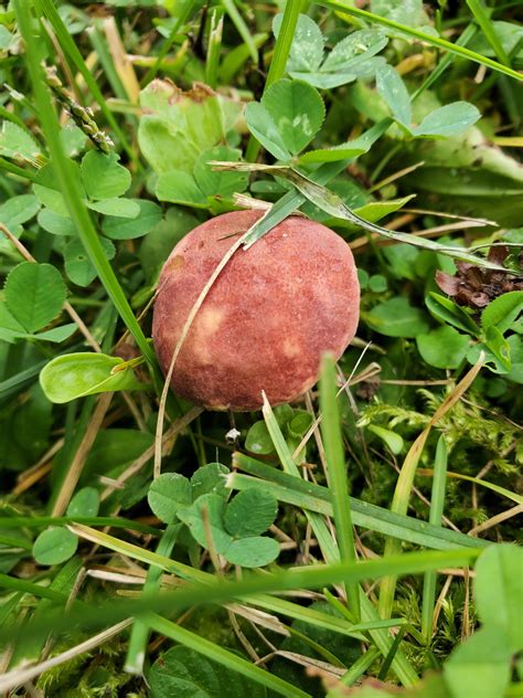 Just Another Mushroom Scrolller