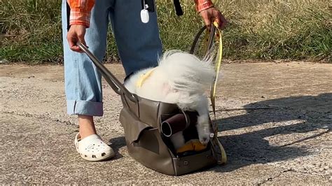 강아지랑 단둘이 섬으로 백패킹을 다녀왔어요 설이랑 제주 한달살기 Vlog2 Youtube